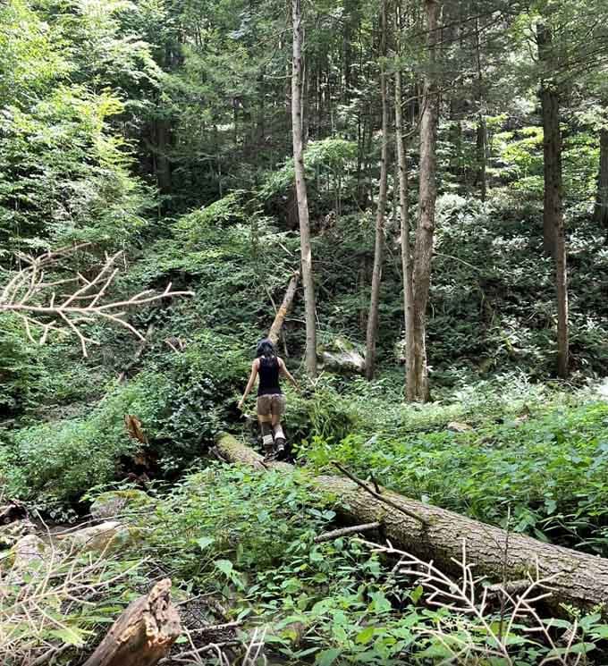 A little scrambling over fallen trees is just nature's way of making sure you really want to see the waterfall.