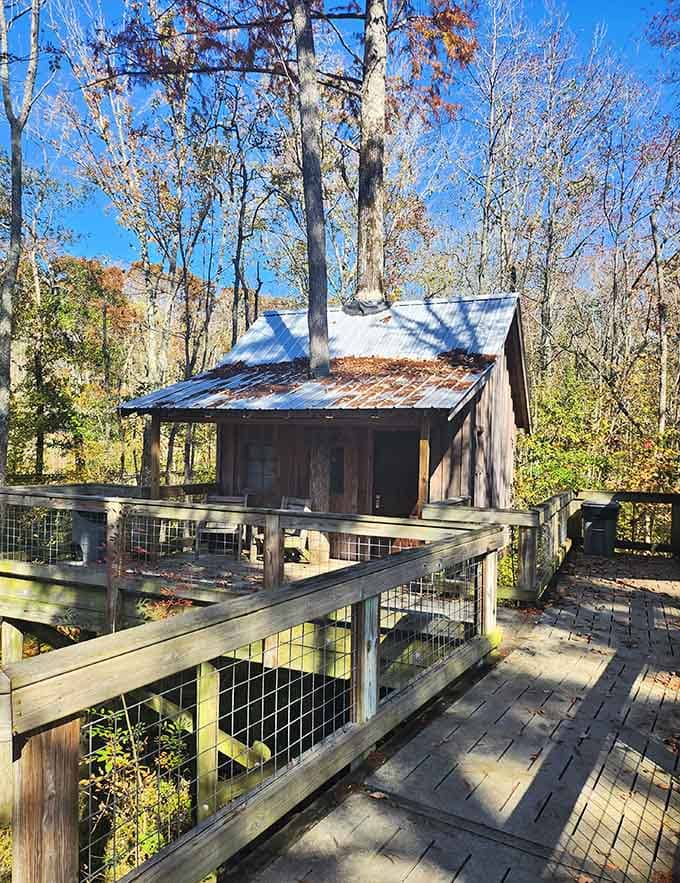 Metal roof, weathered wood, and autumn leaves: this treehouse has mastered the art of blending in.