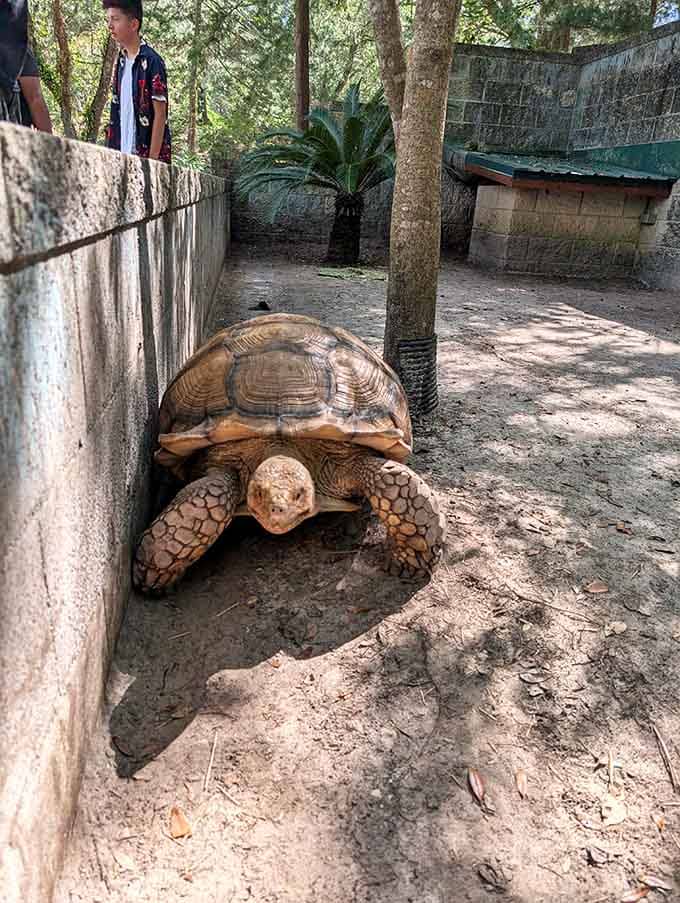 This ancient tortoise has seen things. Slow down, take notes, and show some respect.