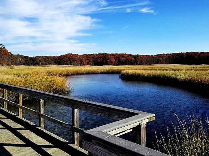 Golden marsh grasses, deep blue water, and fiery autumn trees. Nature absolutely nailed the color palette here.
