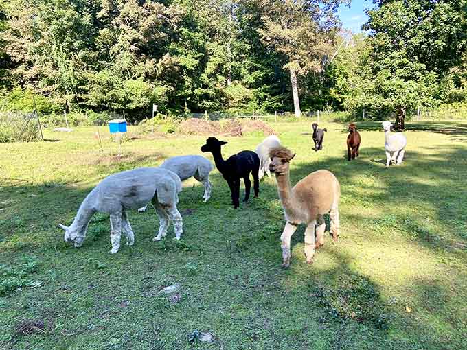 Alpacas grazing in Chester because apparently this town wasn't already adorable enough without adding fluffy camelids.