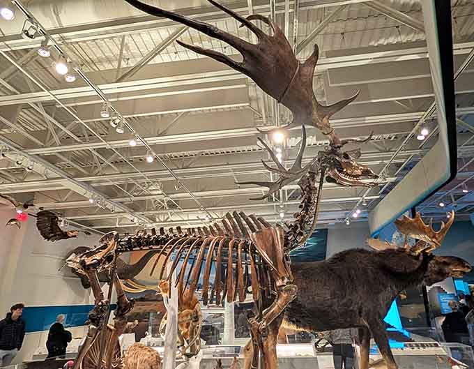 Those antlers aren't just big, they're "I own this room and every room adjacent to it" big.