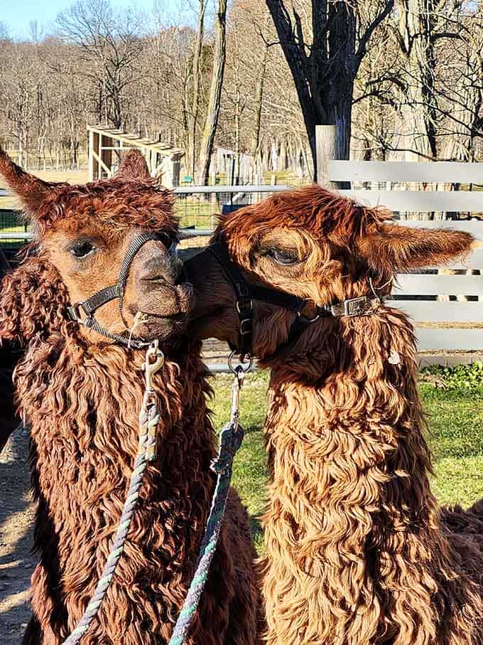 These two brown alpacas have the kind of curly, voluminous hair that shampoo commercials dream about.