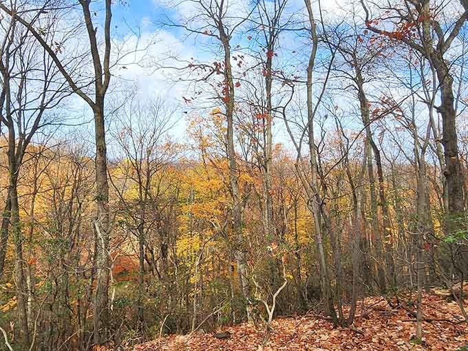 Fall color explodes through the bare branches, turning an ordinary hike into something genuinely unforgettable.