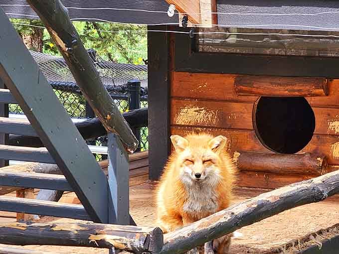 This fox is living proof that Mother Nature has an excellent sense of humor and impeccable design skills.