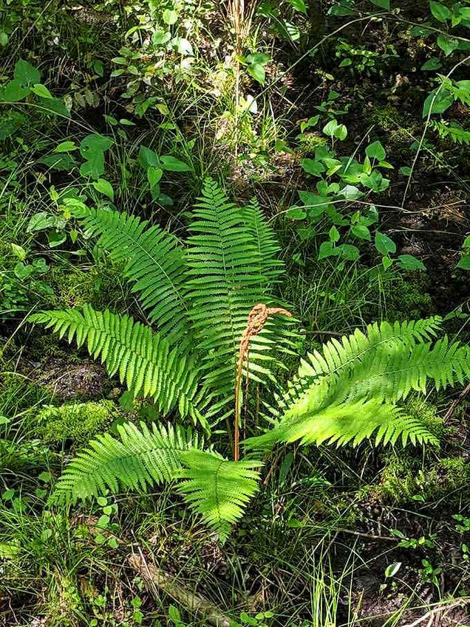 Fresh ferns unfurl along the forest floor at Congaree, delicate and determined in equal measure.
