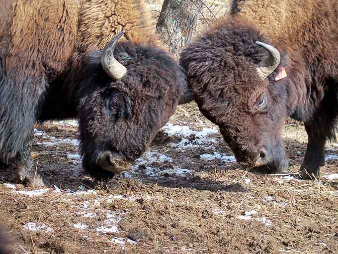 Two bison settling a disagreement the old-fashioned way, horns down, no lawyers, very efficient.