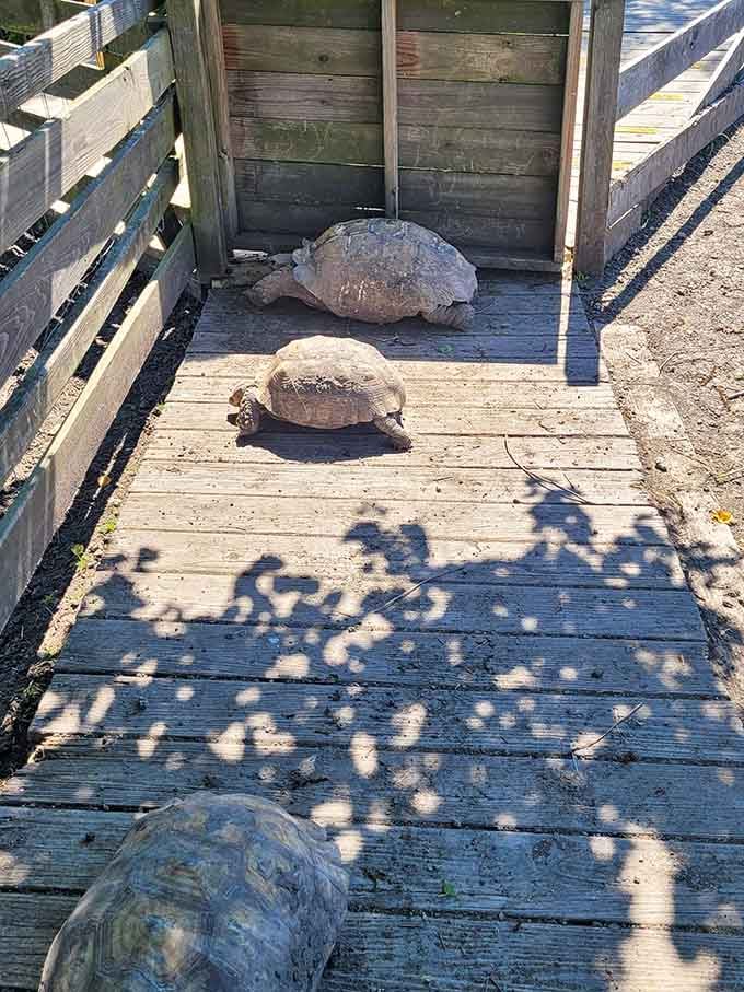 Dappled sunlight, weathered wooden planks, and two tortoises strolling the boardwalk like they own the whole neighborhood, because they do.