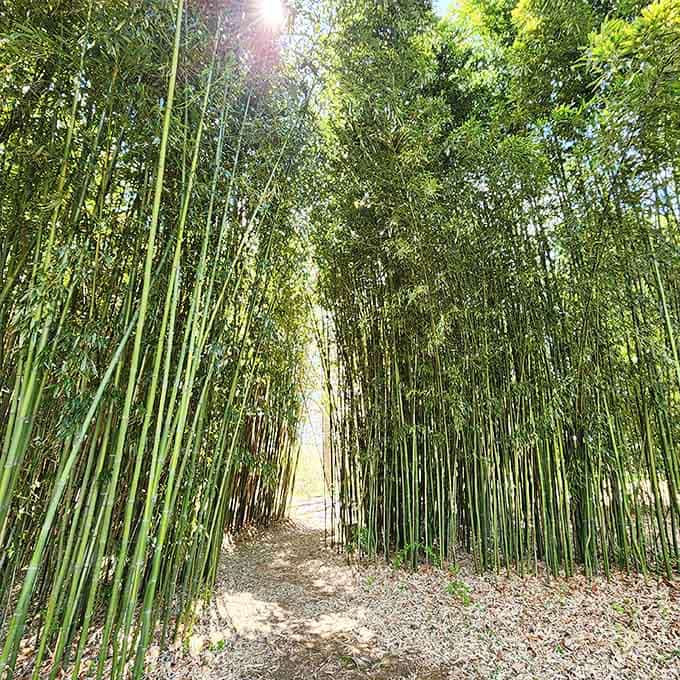 Walking through this bamboo grove feels like stepping into another continent without the jet lag.