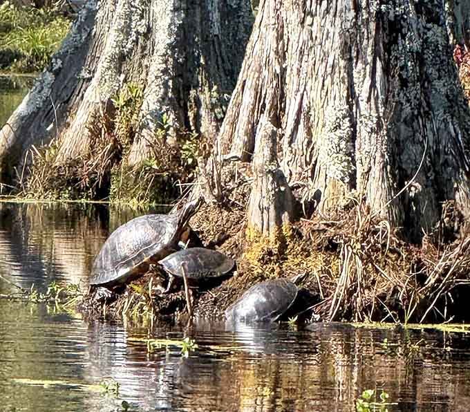 Turtles sunbathing at the base of a cypress tree, completely unbothered and honestly living their best lives.