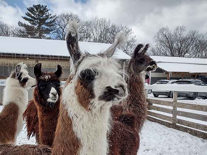 Snow on the ground, llamas in the yard, and not a single care in the world. Winter goals, honestly.