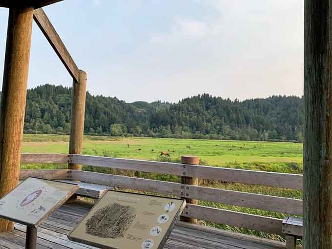 From the covered viewing deck, the meadow stretches out like nature's own wide-screen television.