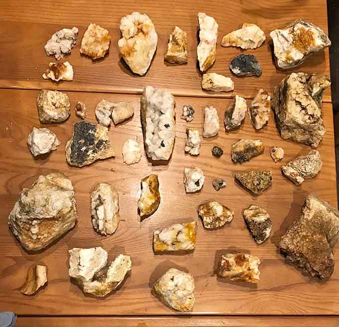 A single day's haul spread out like nature's own puzzle pieces, each one pulled from South Carolina soil.