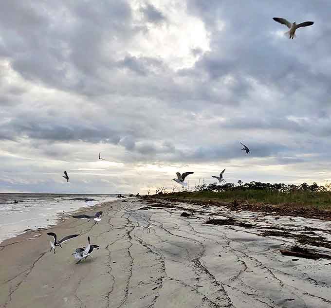 Even the seagulls know this beach is special, swooping in like they own the whole magnificent place.