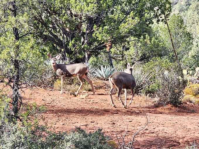 Two mule deer going about their Tuesday like the most beautiful scenery in Arizona is just their backyard. It is.
