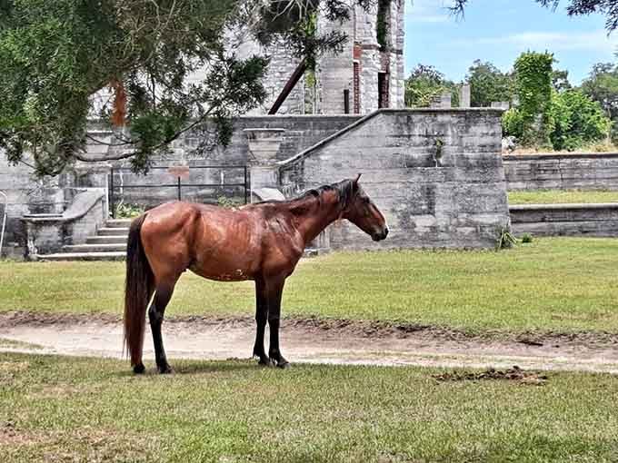 Nobody told this wild horse the mansion is gone, and frankly, he owns the place now.