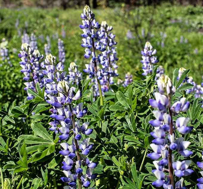 Purple lupines standing tall in the canyon breeze, unbothered and absolutely gorgeous, like they own the place.