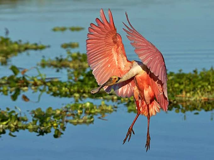 A roseate spoonbill in full flight&mdash;like someone set a flamingo on fire and gave it wings.