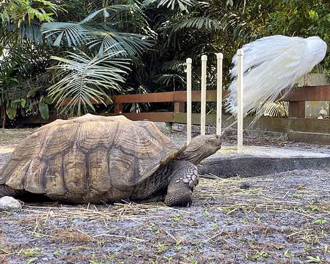 This ancient tortoise at Flamingo Gardens moves slowly and judges everyone, and honestly, fair enough.
