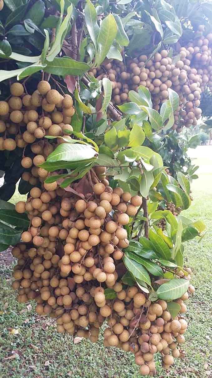 Hundreds of longan fruits hanging from a single tree, proof that nature occasionally goes completely and wonderfully overboard.