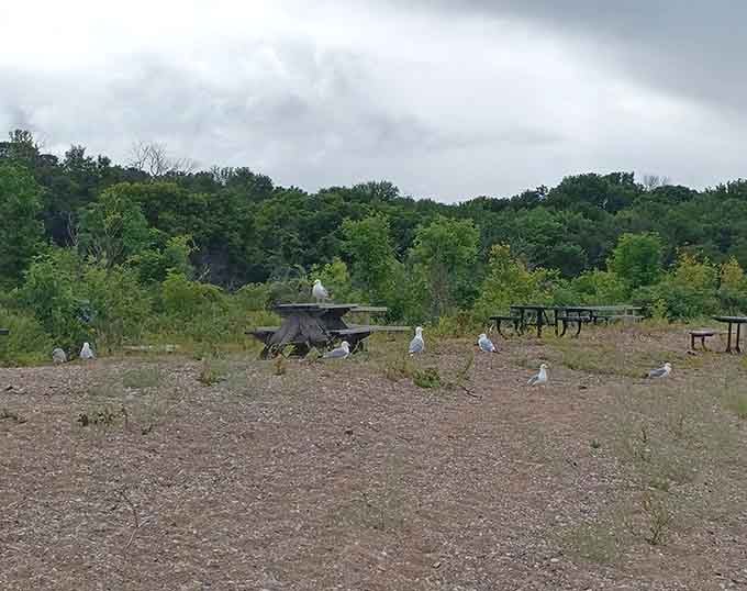 Even the seagulls know a good picnic spot when they see one, those opportunistic little rascals.