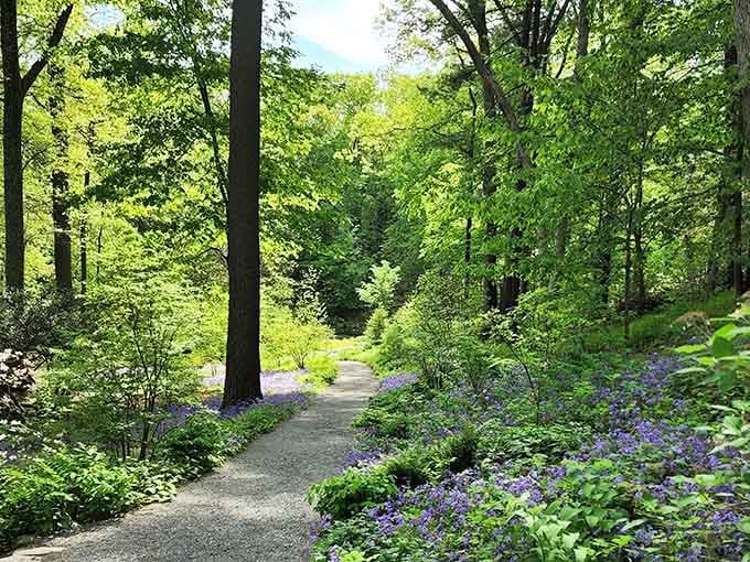 Purple Virginia bluebells line the path like nature rolled out the fanciest welcome mat you've ever seen.