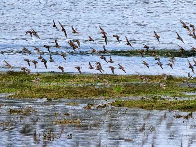 When hundreds of shorebirds take flight simultaneously, it's like watching a perfectly choreographed flash mob without the awkwardness.