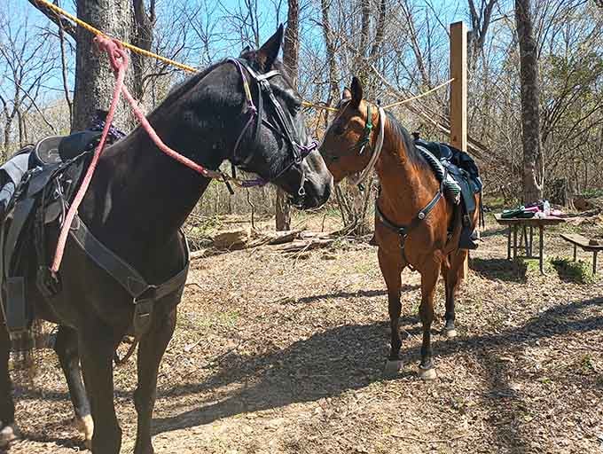 Two very patient horses taking a trail break, because even the most majestic creatures appreciate a good rest stop.