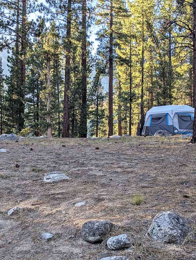 Your campsite nestled among giants, where the neighbors are quiet and the stars put on nightly shows.