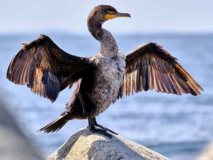 A double-crested cormorant strikes a dramatic pose, wings spread wide like it's auditioning for a nature documentary about coastal drama.