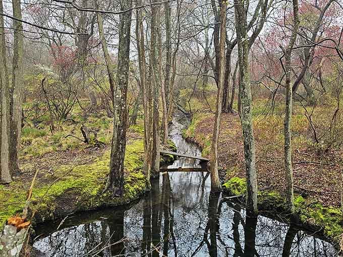A quiet wooded stream winding through mossy trees, proof that Heckscher's interior is just as rewarding as its shoreline.