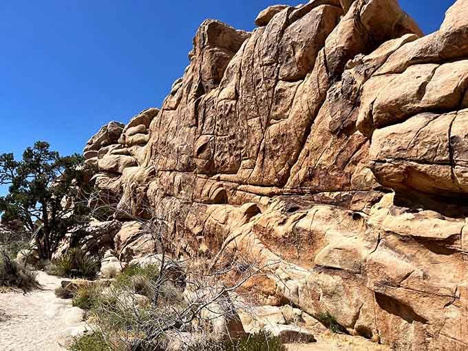 These layered rock walls showcase millions of years of geological artistry in stunning natural detail.