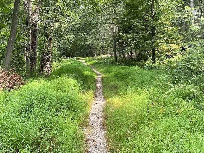 A narrow gravel path disappearing into the green. Every great adventure starts with one curious step forward.