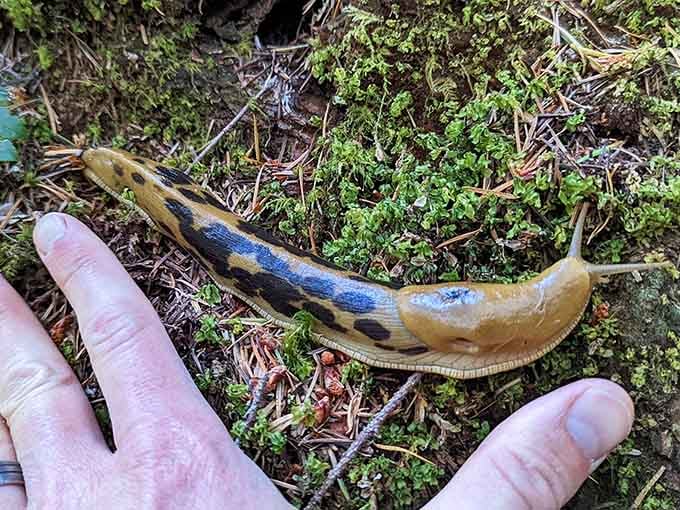Oregon's banana slugs are large, slow, and absolutely unbothered by your presence. Respect the locals.