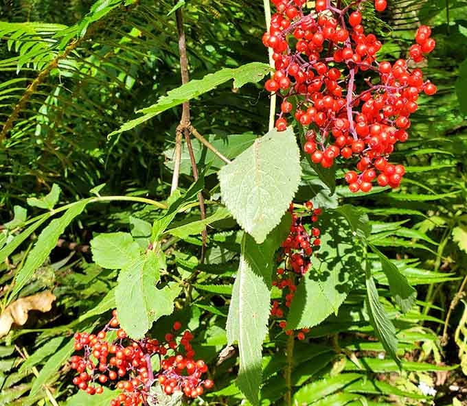 Nature's own color palette on display, bright red berries popping against a backdrop of deep Pacific Northwest green.
