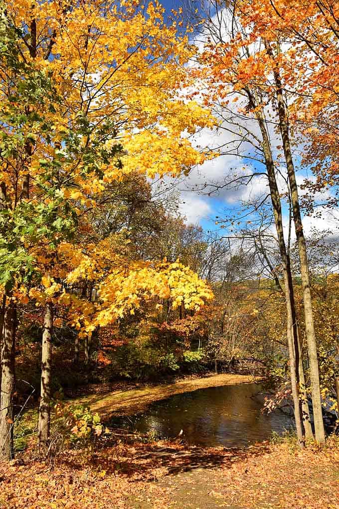 Fall foliage so vivid and golden, you'd swear the trees hired a professional colorist for the season.