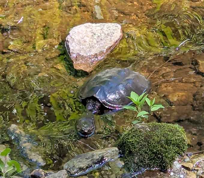 Even the local wildlife knows a good thing. This little turtle picked prime real estate to call home.