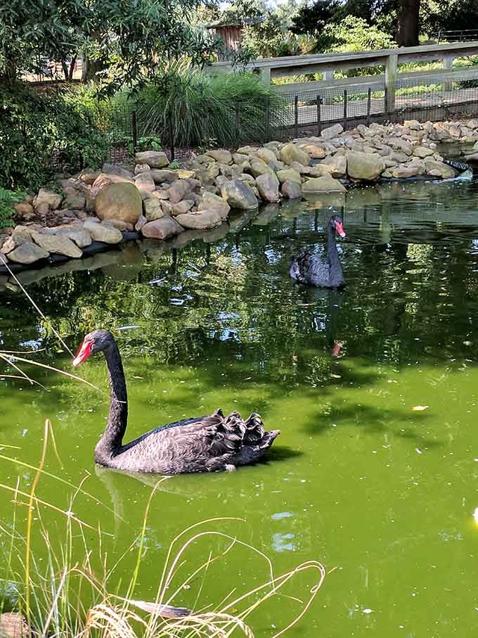 Black swans gliding across a glassy pond, elegant and dramatic, like nature's own opening credits sequence.