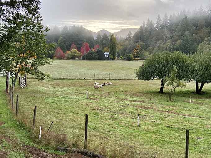 Autumn mist, red leaves, and sheep dotting a green field. Oregon in October is simply unfair.