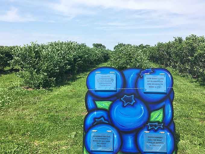 Those blue berry containers against endless green bushes create a scene so peaceful, even your blood pressure drops just looking.