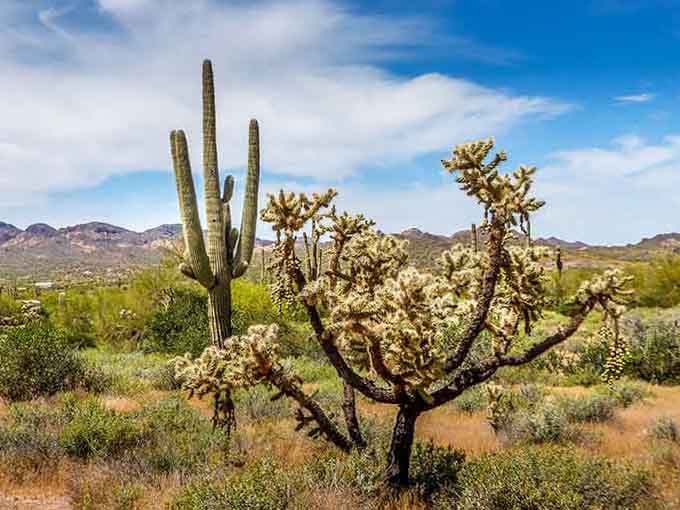 That cholla cactus isn't hugging anyone today, but it sure looks spectacular doing absolutely nothing in the Arizona sun.