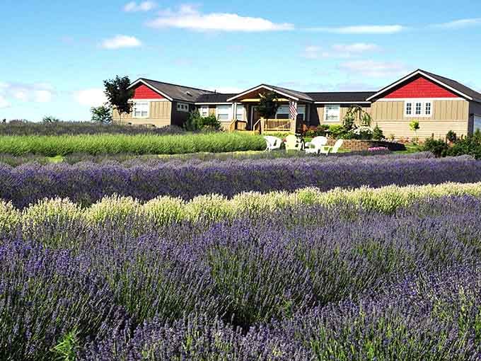 Rows of lavender stretching toward the Cascade peaks. Madras keeps delivering views nobody warned you about.