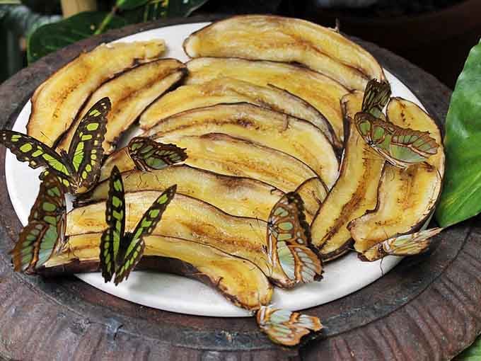 Butterflies gather at fruit stations like it's happy hour at the world's most elegant tropical bar.
