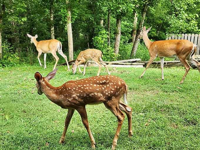 Deer casually strolling through like they own the place, because honestly, they kind of do around here.
