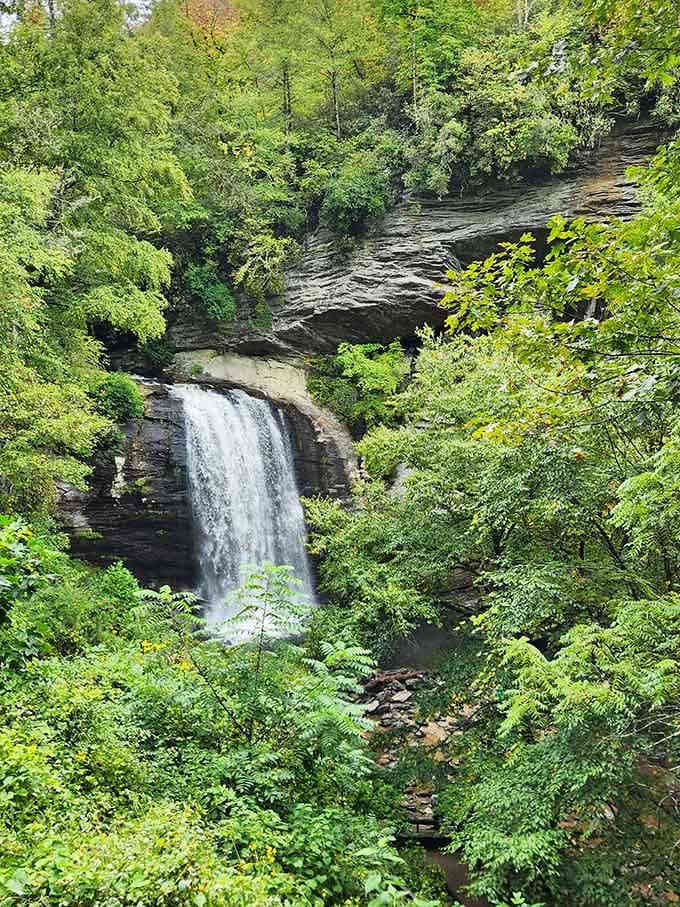 Your first glimpse of Moore Cove Falls through the trees, like spotting dessert on the menu after a great meal.