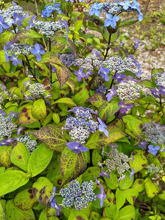 These hydrangeas bloom in shades of blue and purple so rich they look like they were painted by someone showing off.