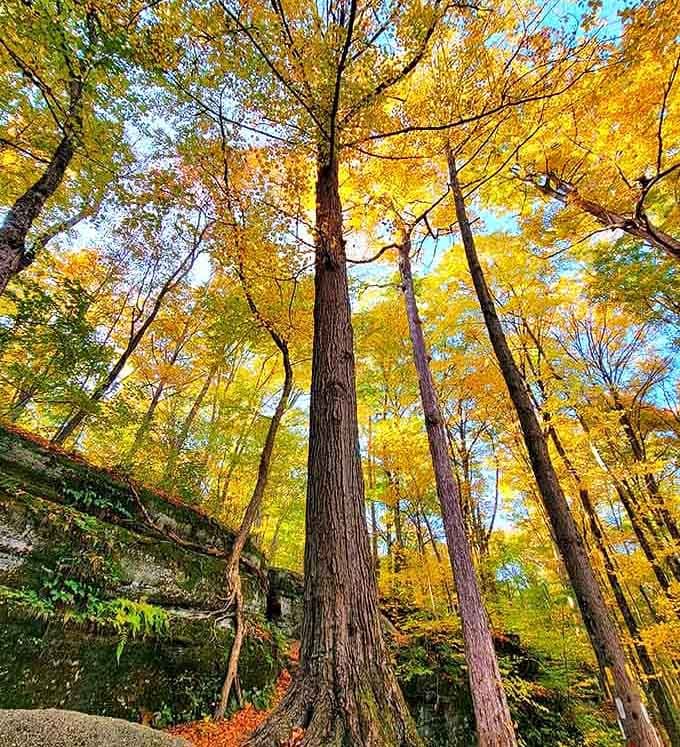 Golden canopy overhead, ancient stone below, and zero cell service to interrupt the whole magnificent moment.