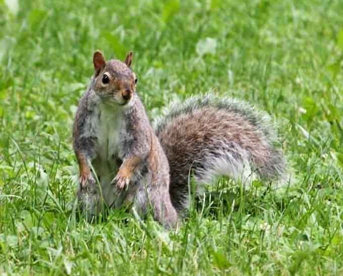 Even the locals know this park is special, and yes, that includes the ones with the fluffy tails and zero cares.