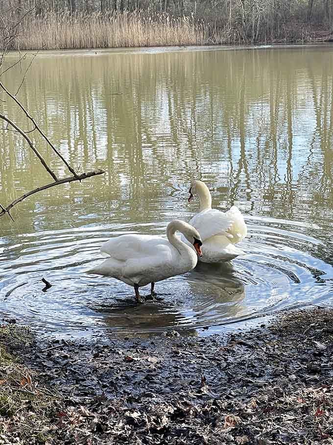 Two swans gliding near the shoreline, completely unbothered, living their absolute best lives without a care in the world.