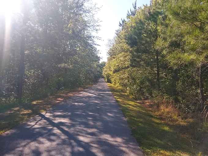 The Doodle Trail stretches ahead like a quiet invitation, lined with pines and dappled in golden light.